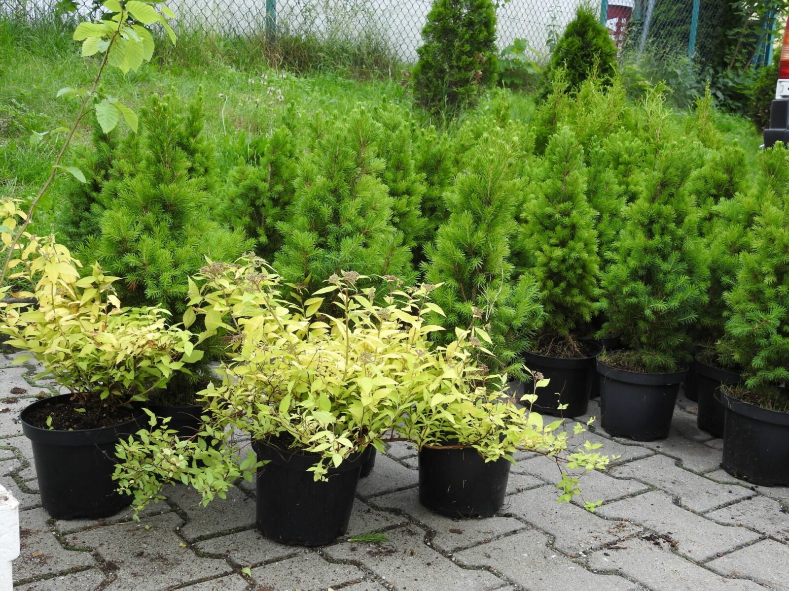 Akcja „Zielone Radomsko”. Odbierz darmową sadzonkę drzewa i zasadź w ...